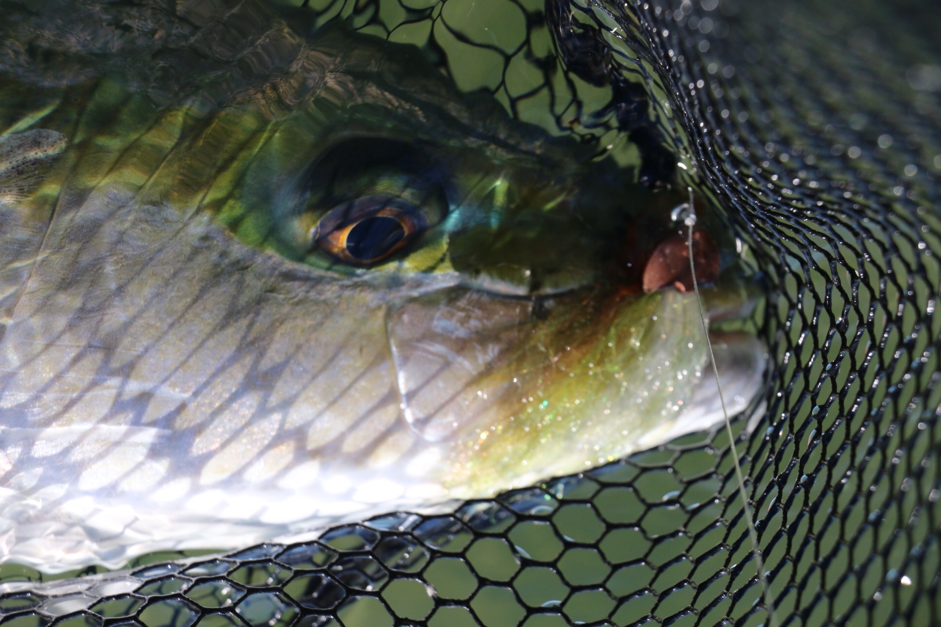 Early season flats Kingfish tips – Taurangas only local saltwater ...