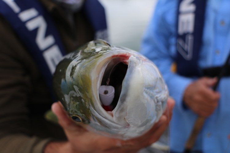 How To Tie A Double Barrel Popper Fly – Taurangas only local saltwater ...